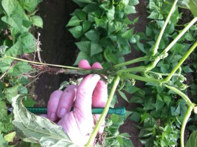 Bean pythium blight | Pacific Northwest Vegetable Extension Group ...