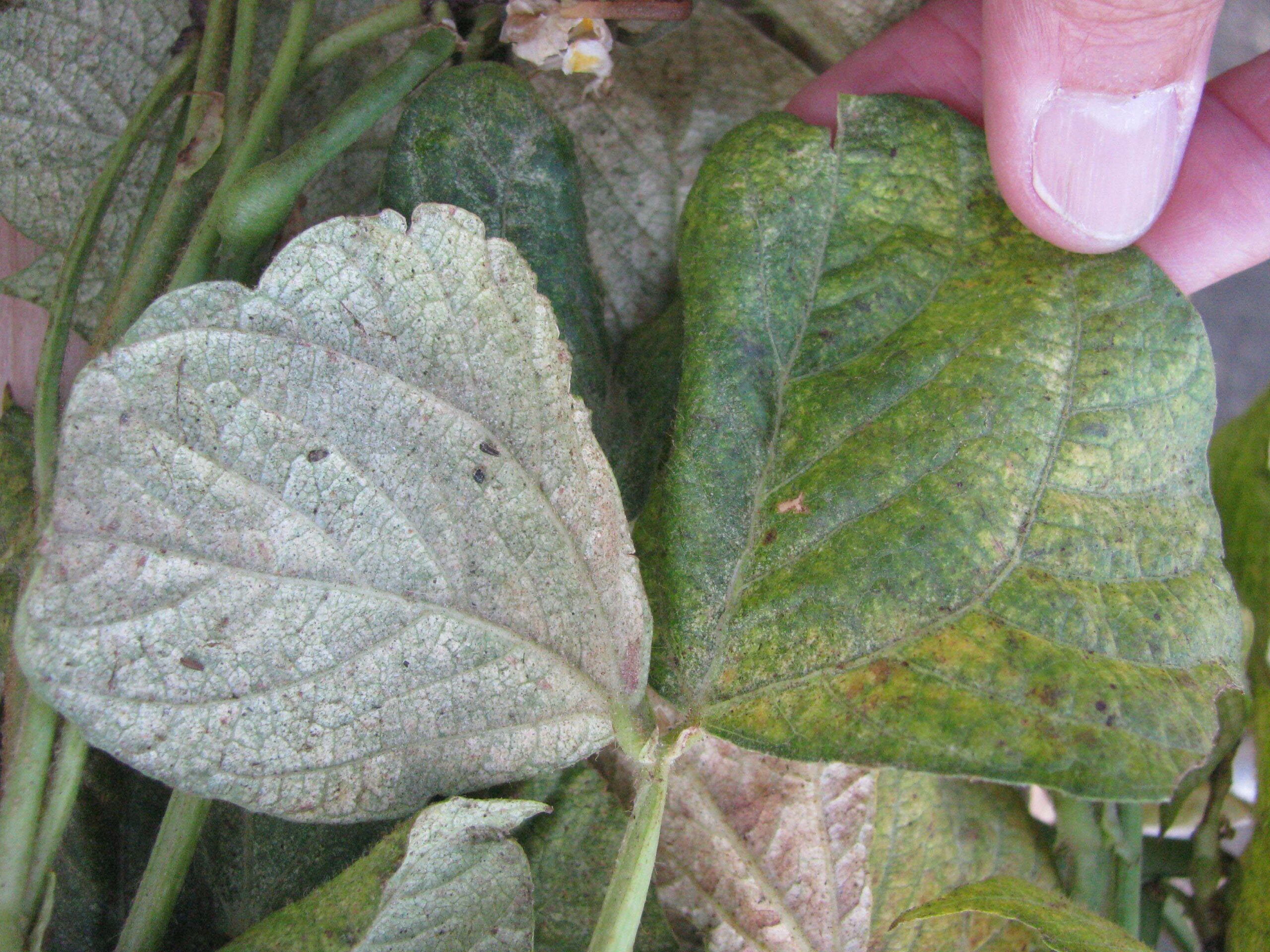 Bean spider mite | Pacific Northwest Vegetable Extension Group ...