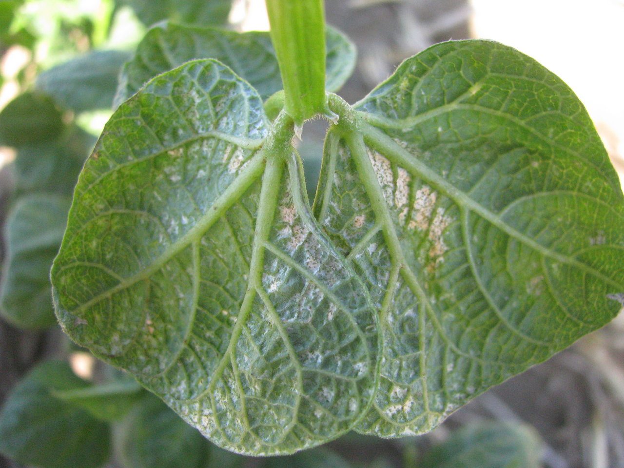 Bean thrips | Pacific Northwest Vegetable Extension Group | Washington ...