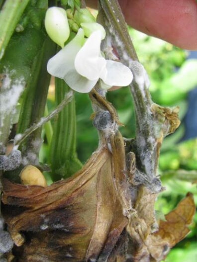 Bean white mold | Pacific Northwest Vegetable Extension Group ...