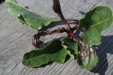Beet herbicide Injury | Pacific Northwest Vegetable Extension Group ...