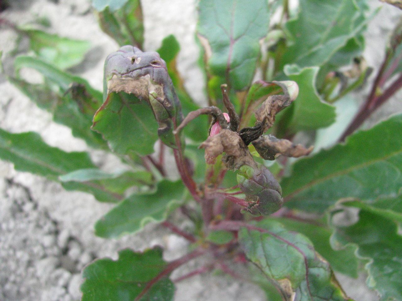 Beet herbicide Injury | Pacific Northwest Vegetable Extension Group ...