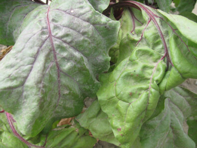 Beet powdery mildew | Pacific Northwest Vegetable Extension Group ...