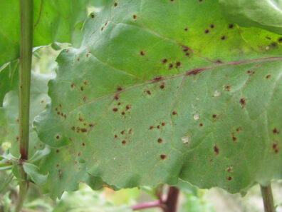 Beet rust | Pacific Northwest Vegetable Extension Group | Washington ...