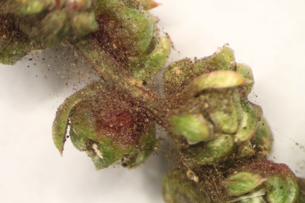 Beet spider mite | Pacific Northwest Vegetable Extension Group ...