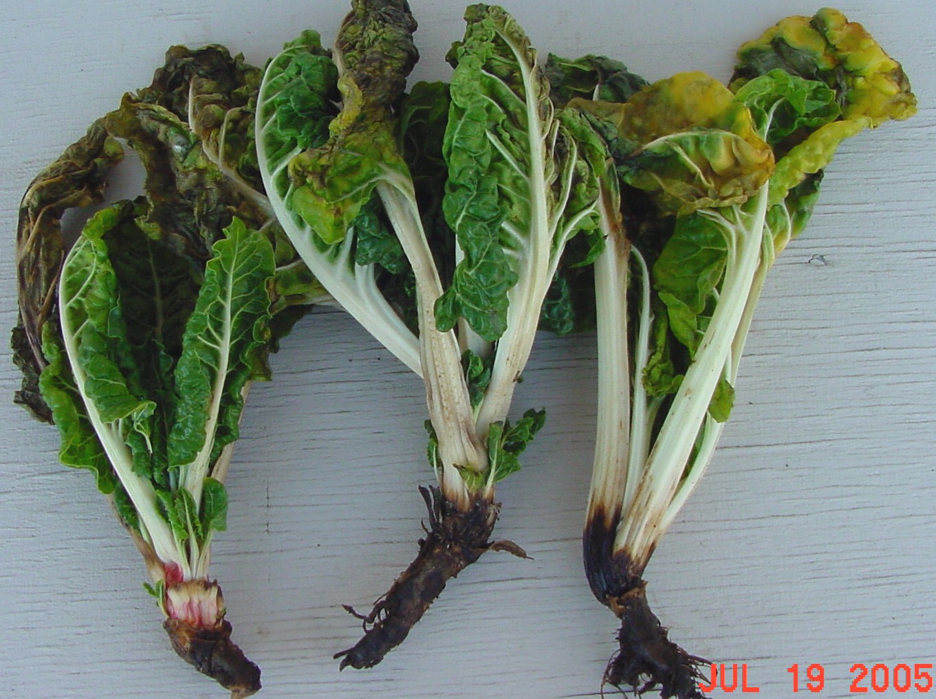 Swiss chard rhizoctonia basal petiole and crown infection | Pacific ...