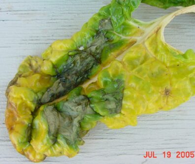 Swiss chard rhizoctonia basal petiole and crown infection | Pacific ...