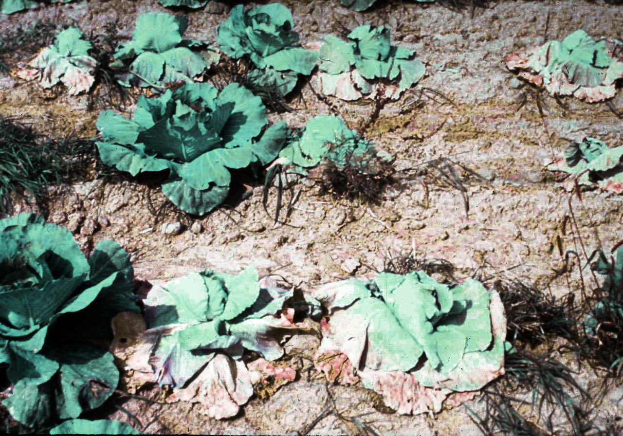 Cabbage black rot | Pacific Northwest Vegetable Extension Group ...