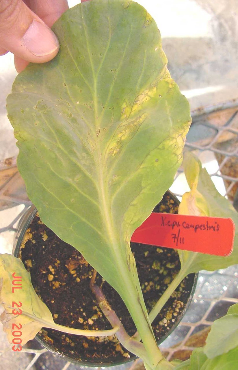 Cabbage black rot | Pacific Northwest Vegetable Extension Group ...