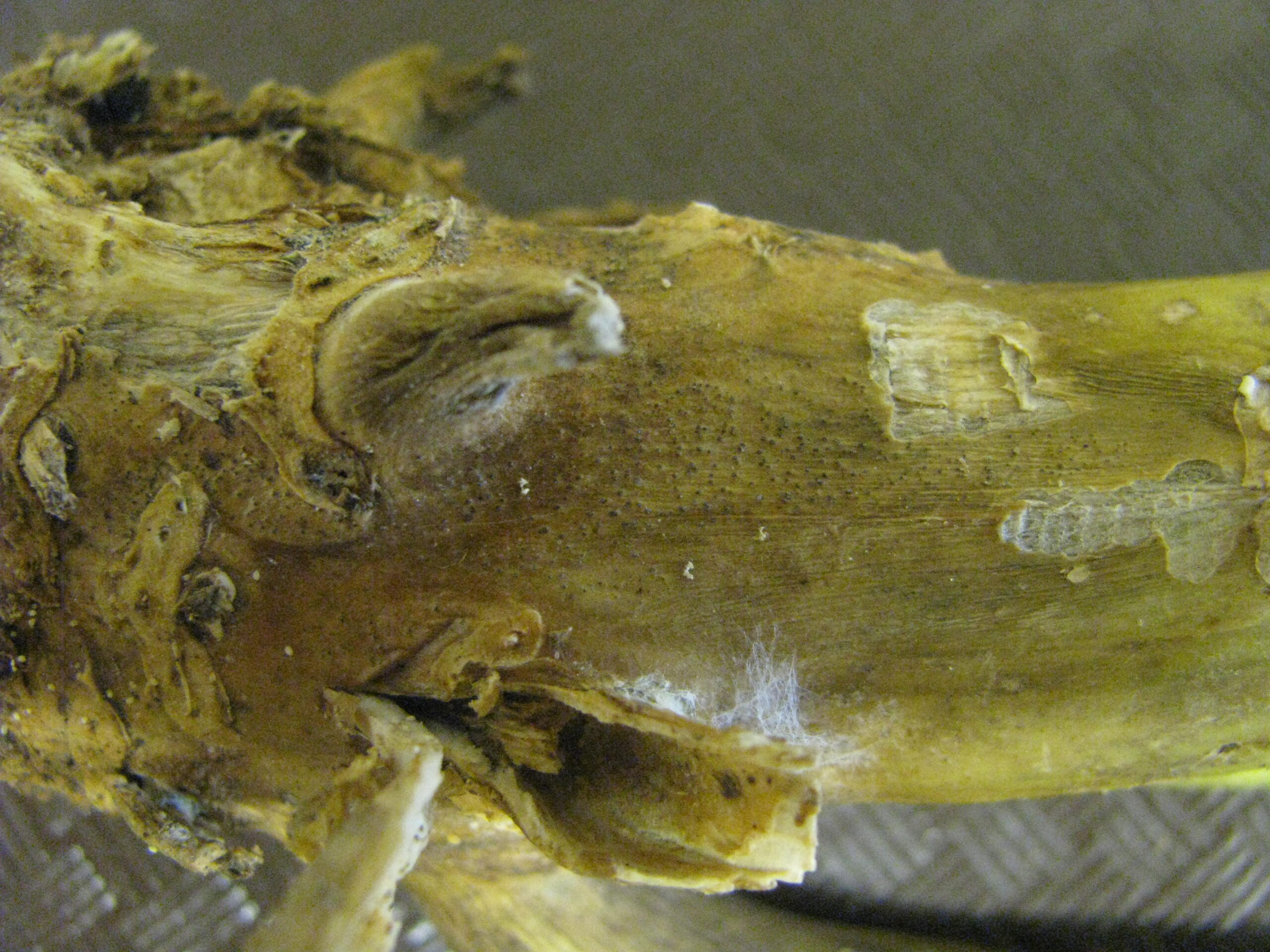 Brassicaceae black leg | Pacific Northwest Vegetable Extension Group ...