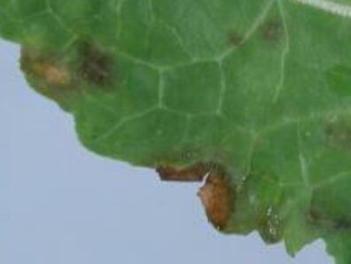 Mustard light leaf spot | Pacific Northwest Vegetable Extension Group ...