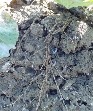 Cabbage white mold | Pacific Northwest Vegetable Extension Group ...