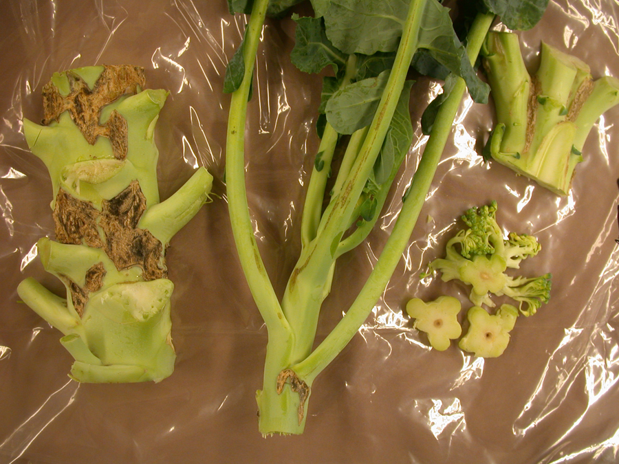 Broccoli boron deficiency | Pacific Northwest Vegetable Extension Group ...