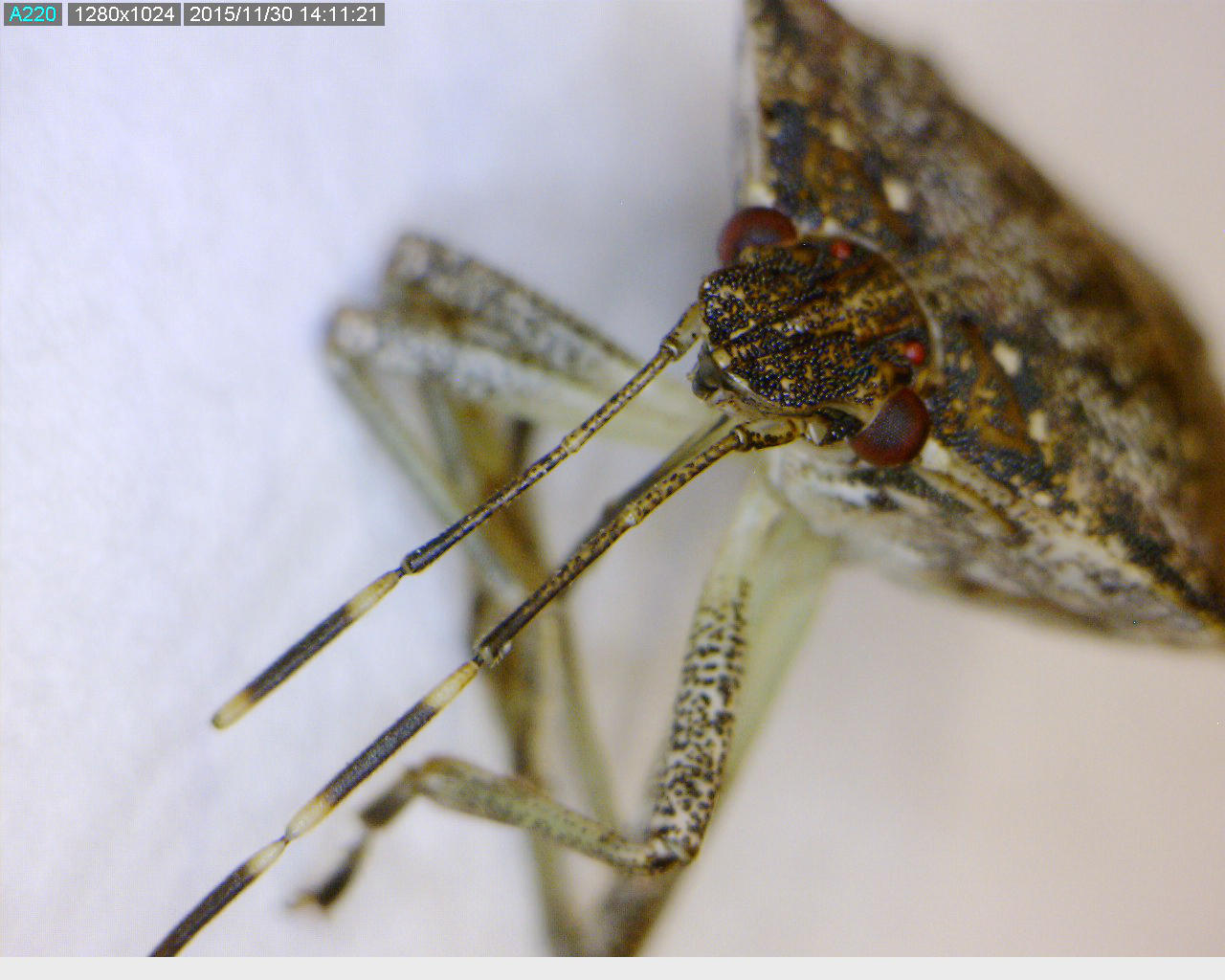 Brown marmorated stink bug | Pacific Northwest Vegetable Extension ...