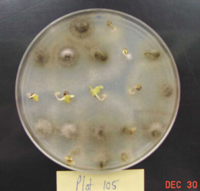 Cabbage | Pacific Northwest Vegetable Extension Group | Washington ...