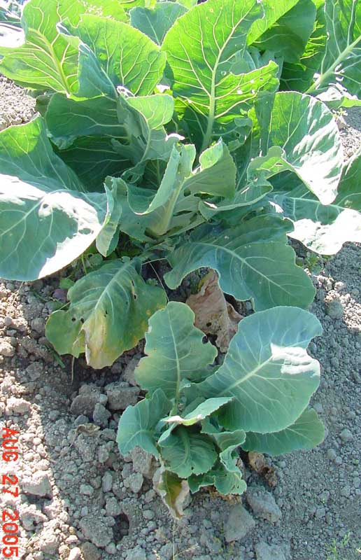Cabbage | Pacific Northwest Vegetable Extension Group | Washington ...