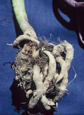 Cabbage clubroot | Pacific Northwest Vegetable Extension Group ...