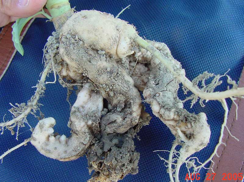 Cabbage clubroot | Pacific Northwest Vegetable Extension Group ...