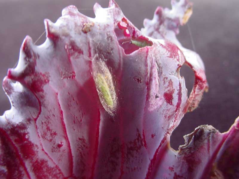 Cabbage diamondback moth | Pacific Northwest Vegetable Extension Group ...