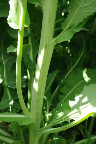 Canola stem splitting | Pacific Northwest Vegetable Extension Group ...