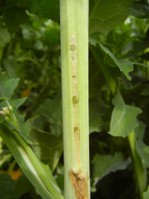 Canola stem splitting | Pacific Northwest Vegetable Extension Group ...