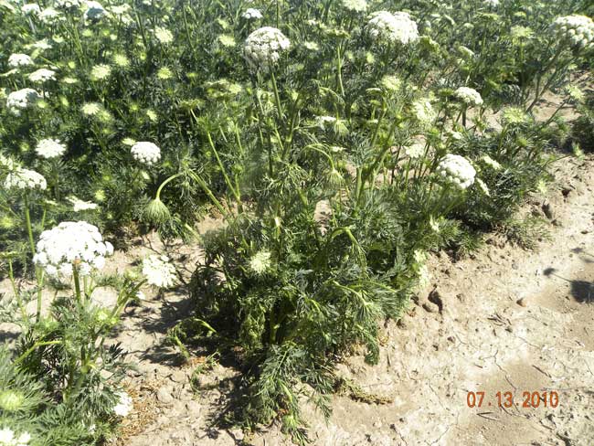 Carrot bacterial soft rot | Pacific Northwest Vegetable Extension Group ...