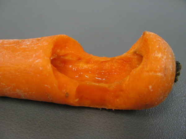 Carrot bacterial soft rot | Pacific Northwest Vegetable Extension Group ...