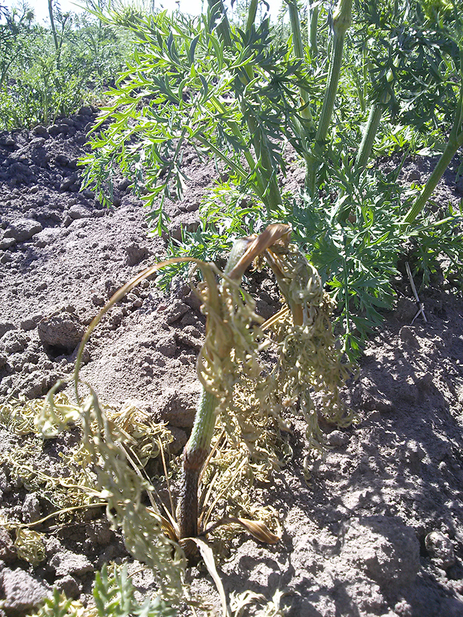 Carrot bacterial soft rot | Pacific Northwest Vegetable Extension Group ...