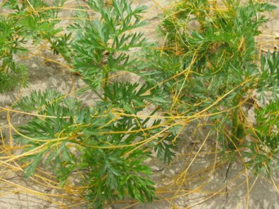 Carrot dodder | Pacific Northwest Vegetable Extension Group ...