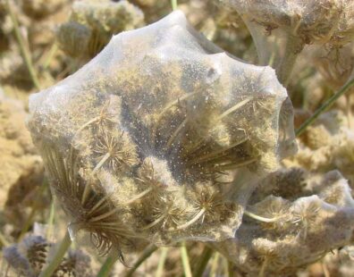 Carrot seed spider mite | Pacific Northwest Vegetable Extension Group ...