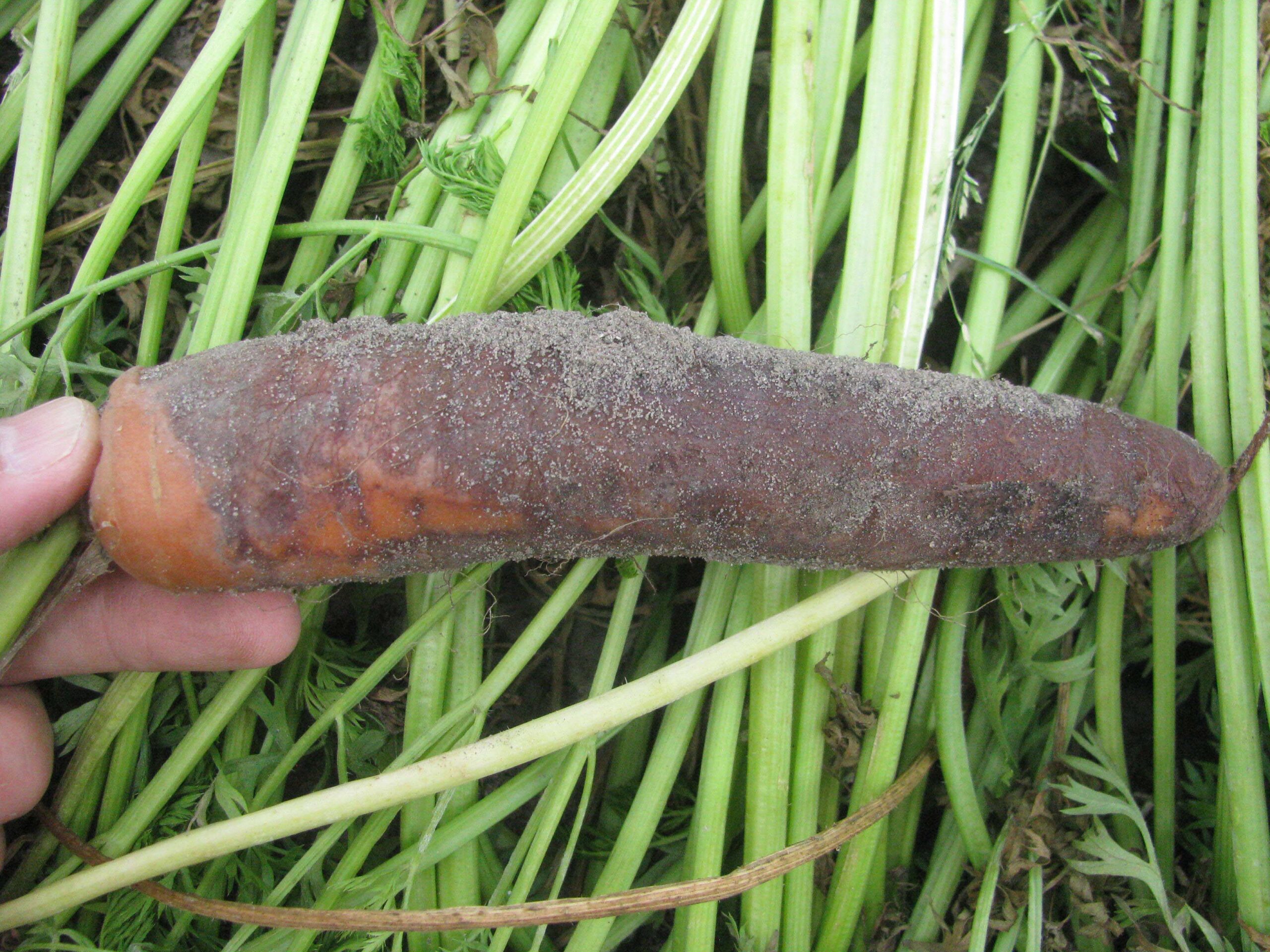 Carrot violet root rot | Pacific Northwest Vegetable Extension Group ...