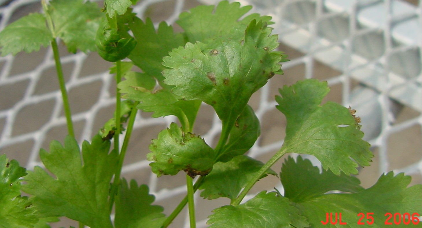 Coriander bacterial leaf spot | Pacific Northwest Vegetable Extension ...
