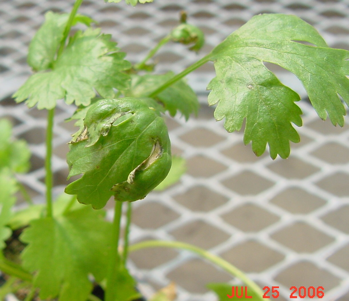 Coriander/cilantro | Pacific Northwest Vegetable Extension Group ...