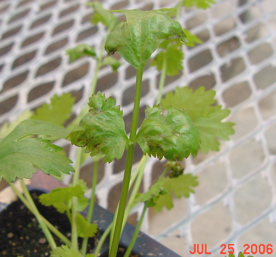Coriander/cilantro | Pacific Northwest Vegetable Extension Group ...