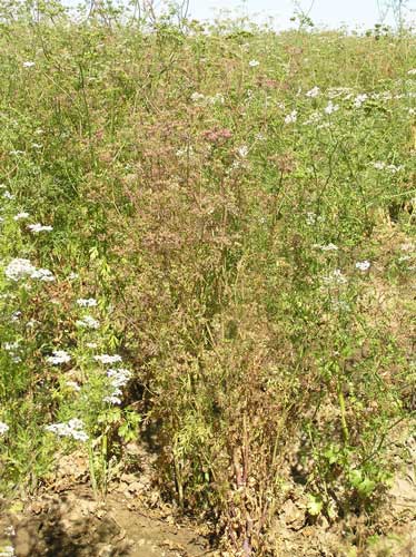 Coriander/cilantro | Pacific Northwest Vegetable Extension Group ...