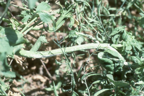 Radish white rust | Pacific Northwest Vegetable Extension Group ...