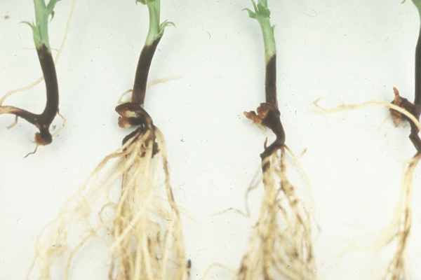 Bean fusarium root rot | Pacific Northwest Vegetable Extension Group ...