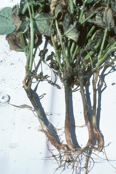 Bean pythium root rot | Pacific Northwest Vegetable Extension Group ...
