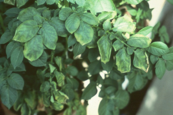 Potato bacterial ring rot | Pacific Northwest Vegetable Extension Group ...