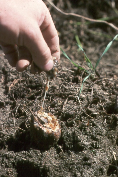 Potato ring rot and soft rot | Pacific Northwest Vegetable Extension ...