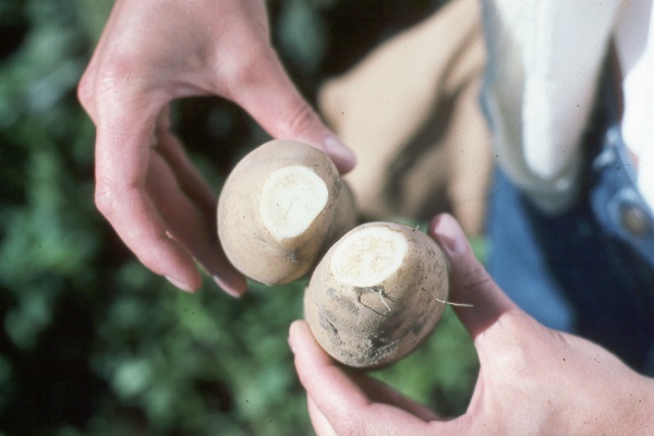 Potato leaf roll | Pacific Northwest Vegetable Extension Group ...