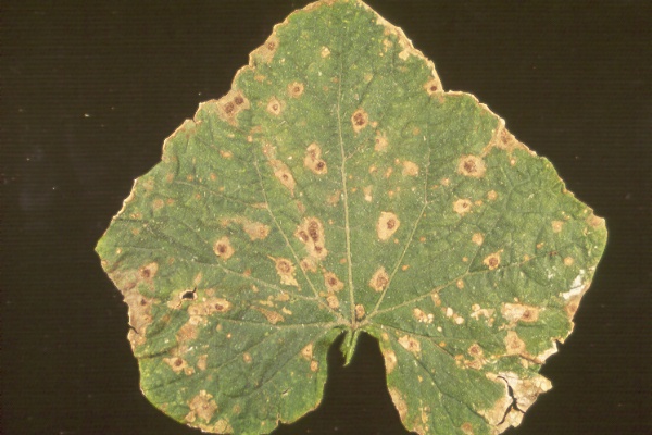 Cucumber scab | Pacific Northwest Vegetable Extension Group ...
