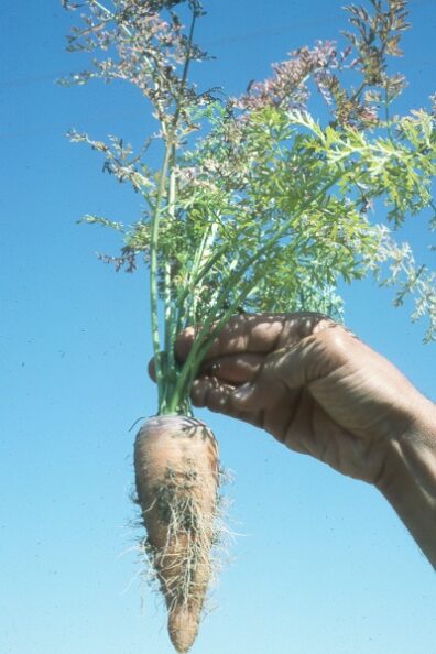 Carrot phytoplasma and spiroplasma infection | Pacific Northwest ...