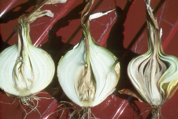 Onion bacterial soft rot | Pacific Northwest Vegetable Extension Group ...