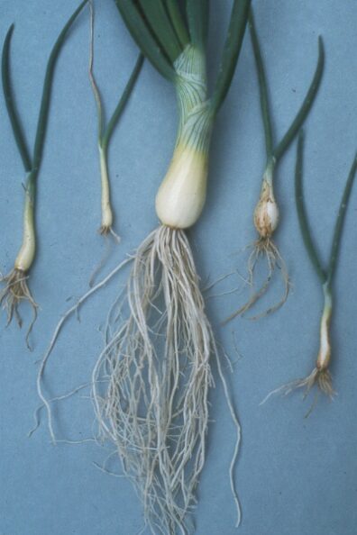 Onion root rot | Pacific Northwest Vegetable Extension Group ...
