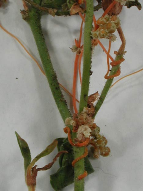 Pepper field dodder | Pacific Northwest Vegetable Extension Group ...