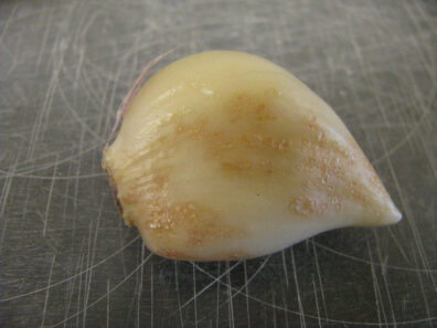 Garlic eriophyid mite | Pacific Northwest Vegetable Extension Group ...