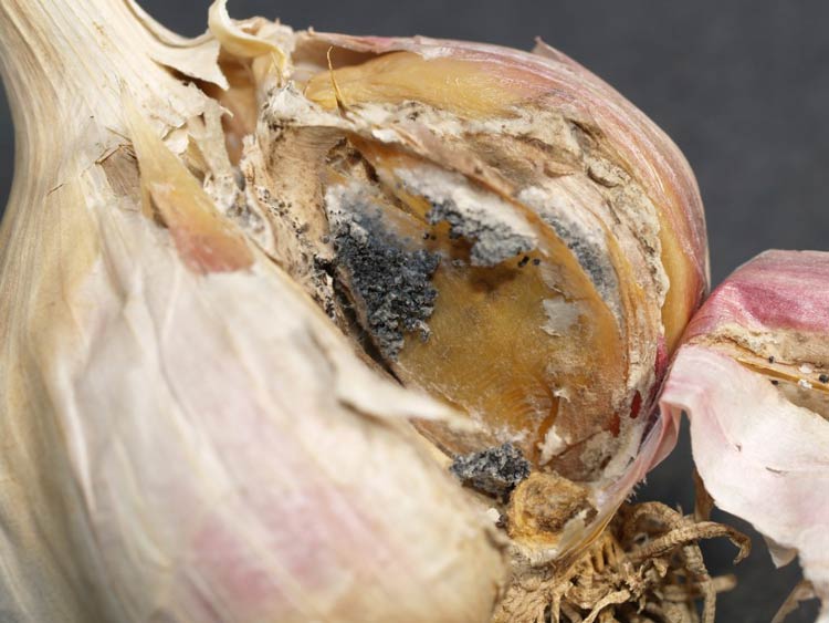 Garlic | Pacific Northwest Vegetable Extension Group | Washington State ...