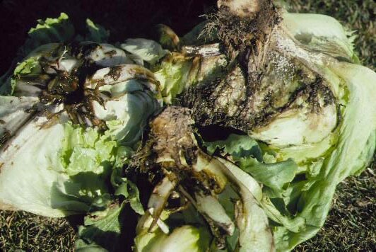 Lettuce white mold | Pacific Northwest Vegetable Extension Group ...