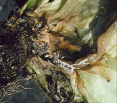 Lettuce white mold | Pacific Northwest Vegetable Extension Group ...